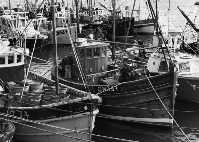 Newlyn Fish Festival | Cornwall For Ever!