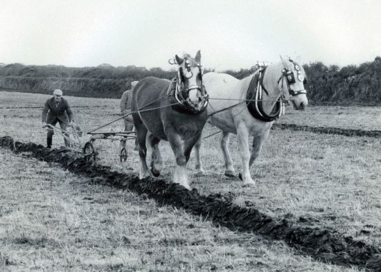Plough Monday | Cornwall For Ever!
