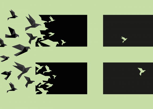 The return of the chough to Cornwall | Cornwall For Ever!