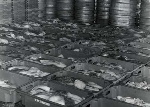 Newlyn Fish Festival | Cornwall For Ever!