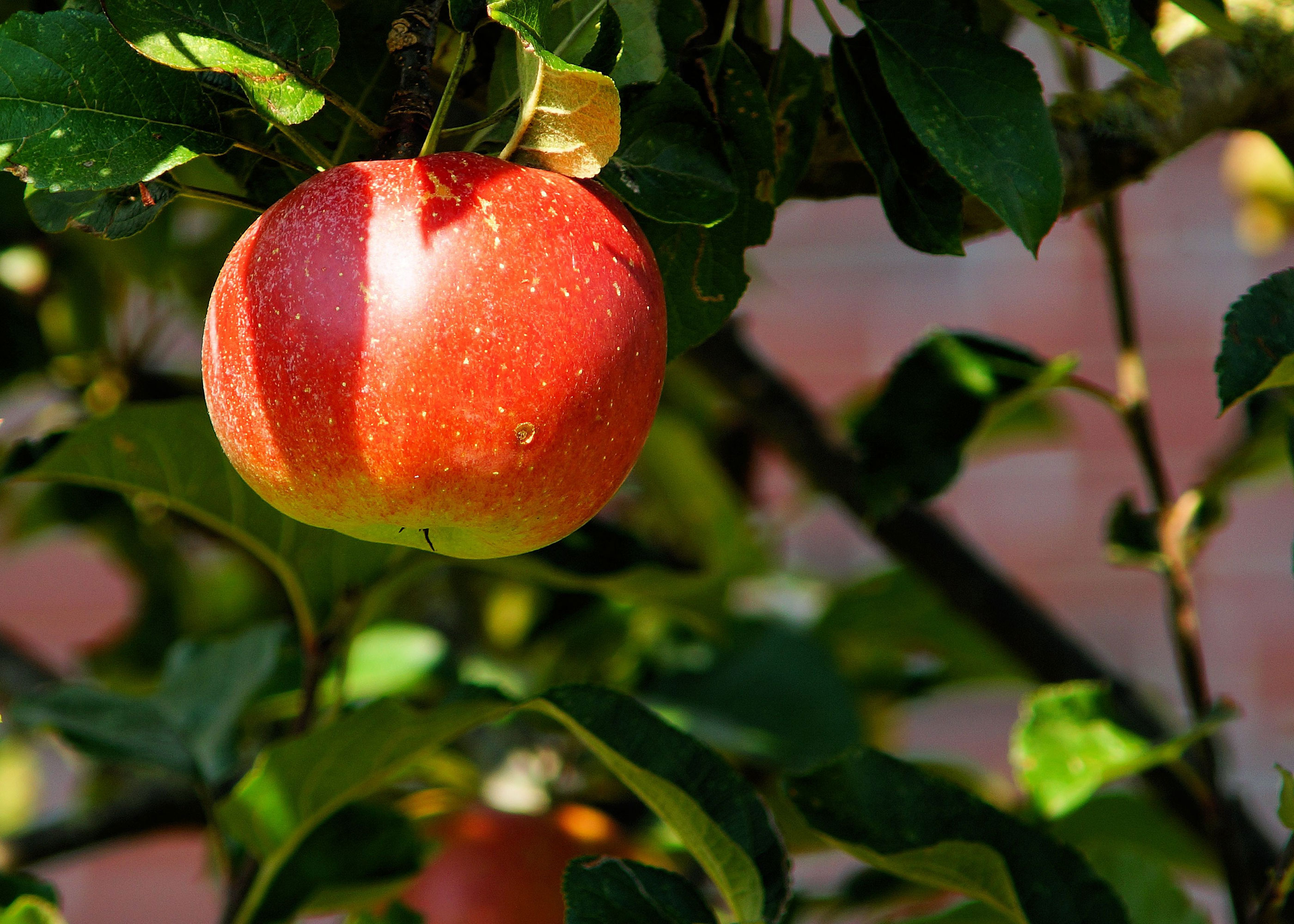 Allantide | Cornwall For Ever!